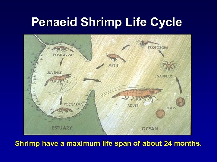 Shrimp Prawn Crayfish Aquaculture World harvest of