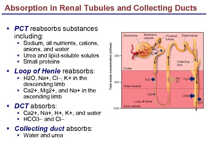 Lecture 18 The Urinary System 5 Functions