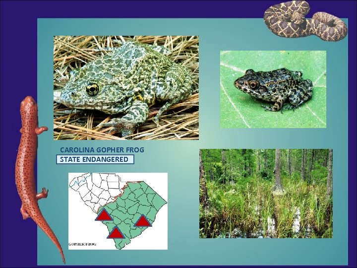 AMPHIBIAN AND REPTILE CONSERVATION ISSUES IN SOUTH CAROLINA
