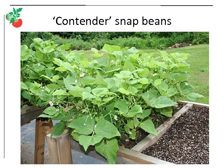 Sustainable Organic Vegetable Gardening 2008 Basic Training for