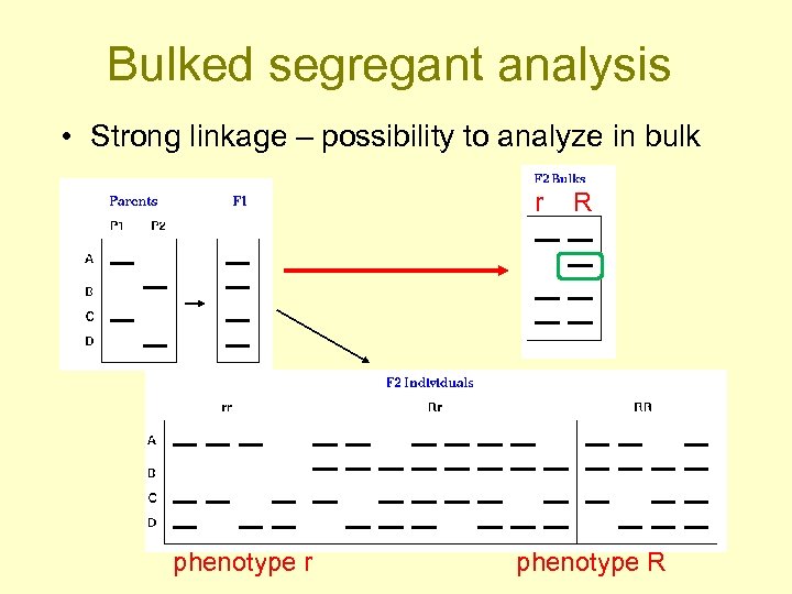 GENETICS genetic mapping classical approaches to study gene