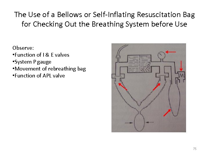 Department of Anesthesia Intensive Care and Pain Management
