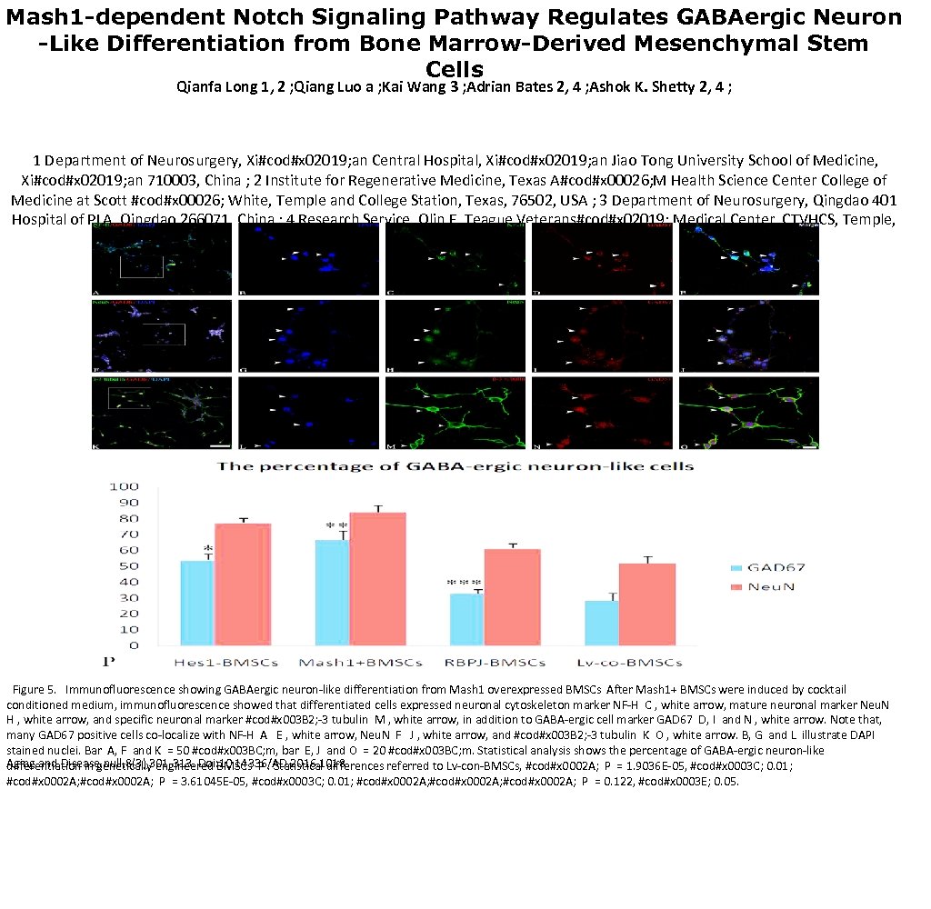 Mash 1 -dependent Notch Signaling Pathway Regulates GABAergic