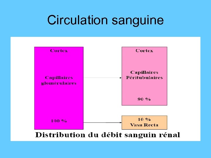 Le Rein Un organe multifunction 1 L équilibre
