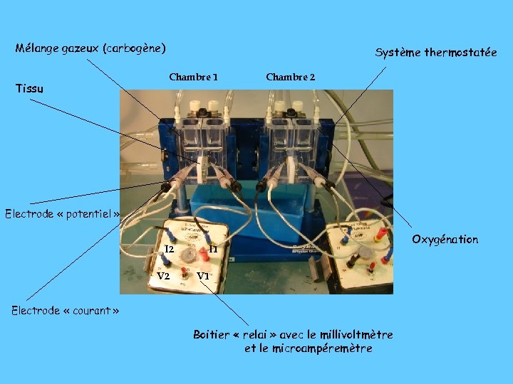 Le Rein Un organe multifunction 1 L équilibre
