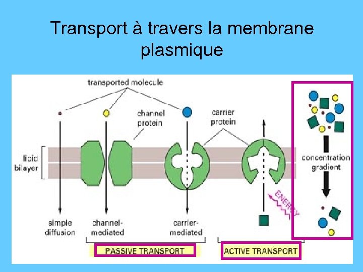 Le Rein Un organe multifunction 1 L équilibre