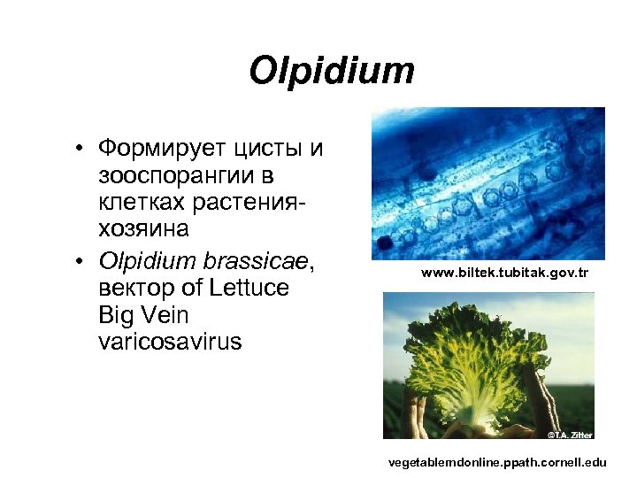 Грибы с подвижной стадией Хитридиевые грибы Л-2