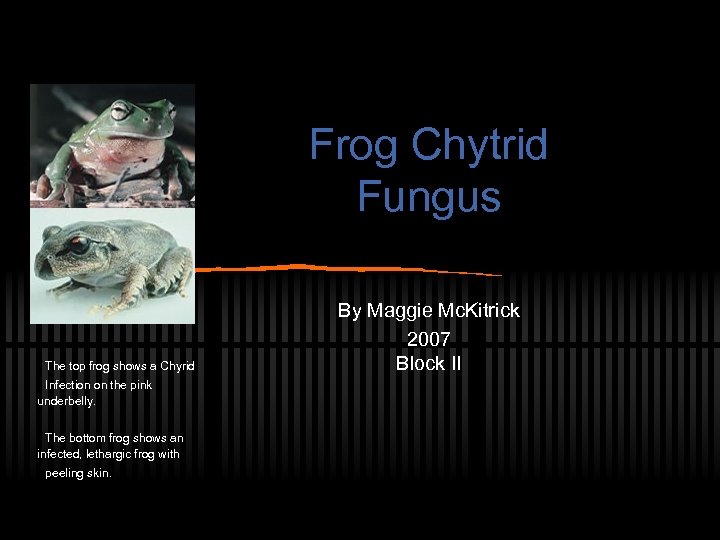 Frog Chytrid Fungus The top frog shows a