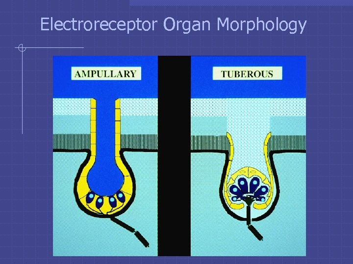 Evolvability and Sensor Evolution University of Birmingham 25