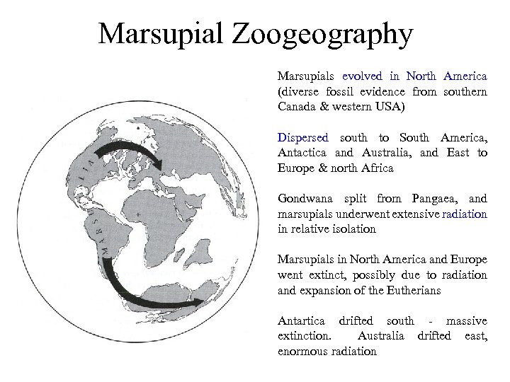 Lecture 5 Mammal Zoogeography 145 MY JURASSIC