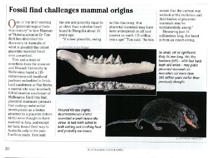 Lecture 5 Mammal Zoogeography 145 MY JURASSIC