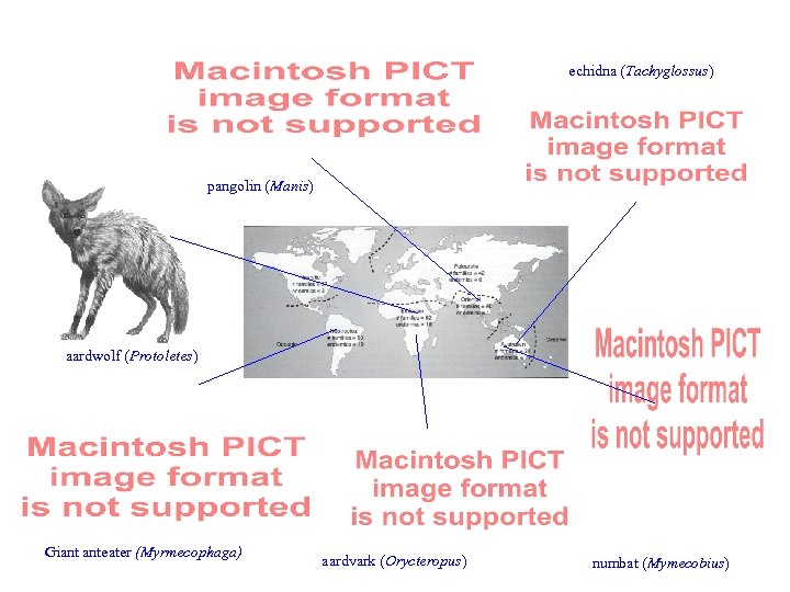 Lecture 5 Mammal Zoogeography 145 MY JURASSIC