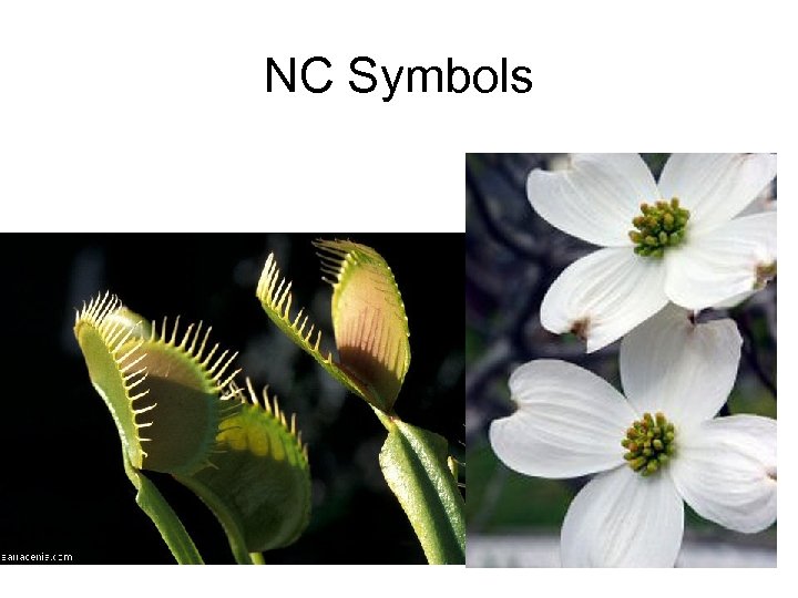 State Symbols NC Symbols Nickname Tar-Heel