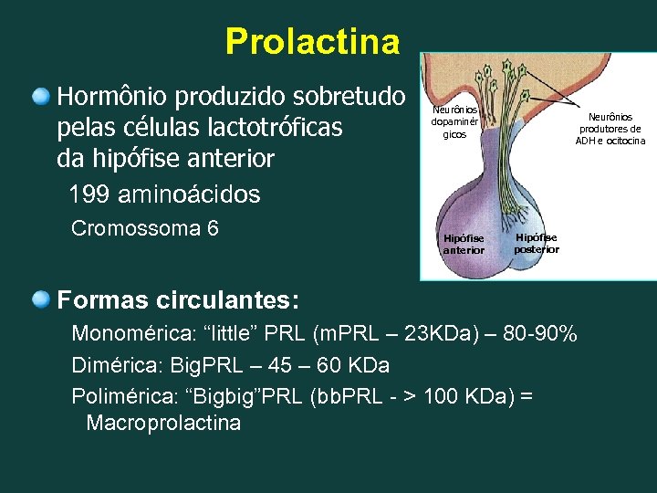 Hiperprolactinemia abordagem diagnóstica Dra Flavia Regina Pinho Barbosa