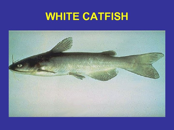 WARM-FRESHWATER AQUACROPS objectives Describe general environmental ...