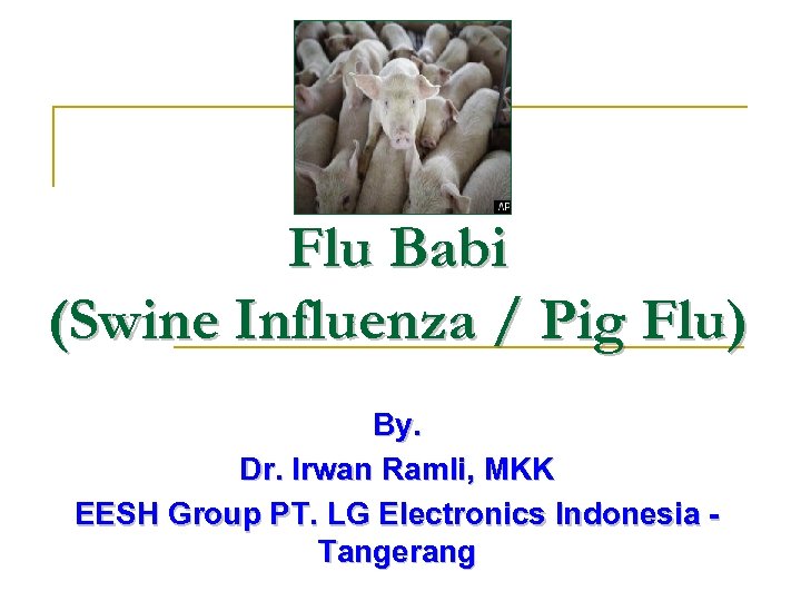Flu Babi Swine Influenza Pig Flu By