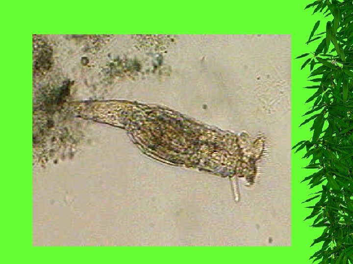 Filo Rotifera Rotíferos Características Gerais Simetria bilateral