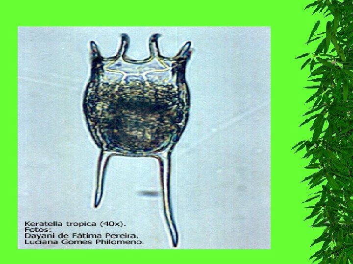 Filo Rotifera Rotíferos Características Gerais Simetria bilateral