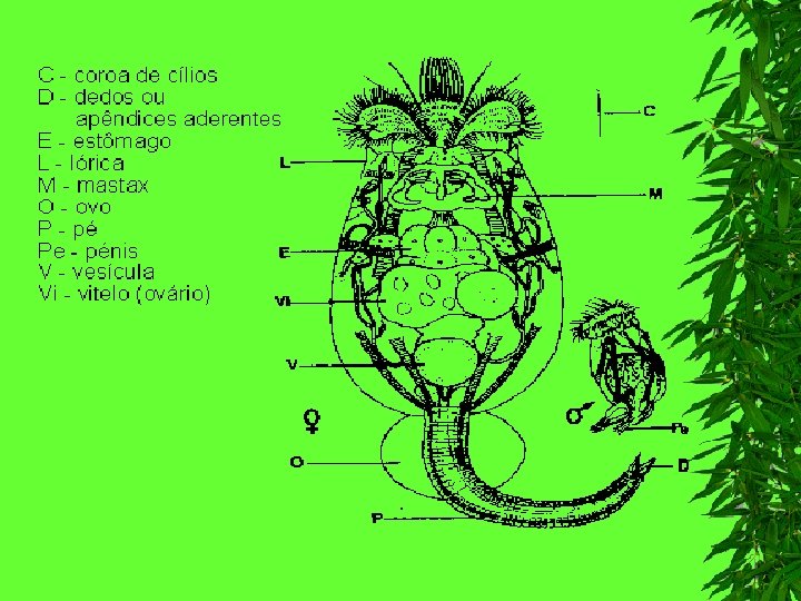 Filo Rotifera Rotíferos Características Gerais Simetria bilateral