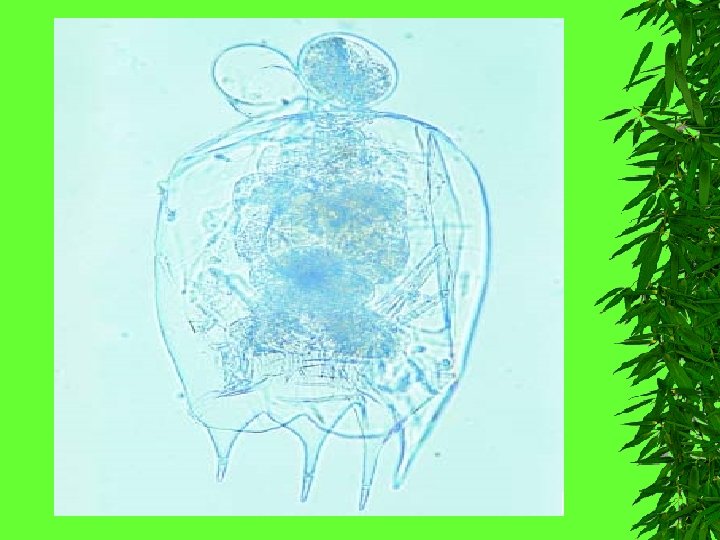 Filo Rotifera Rotíferos Características Gerais Simetria bilateral