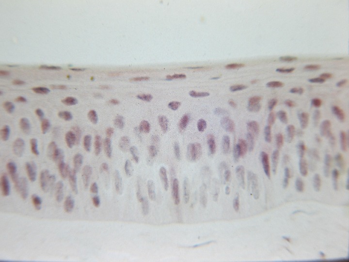 Т КАНИ. МОРФОФУНКЦИОНАЛЬНАЯ ХАРАКТЕРИСТИКА ЭПИТЕЛИАЛЬНЫХ ТКАНЕЙ.