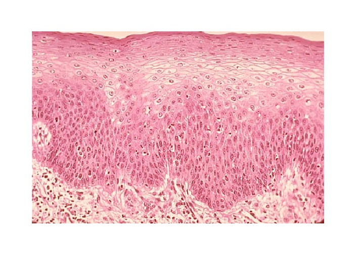 Т КАНИ. МОРФОФУНКЦИОНАЛЬНАЯ ХАРАКТЕРИСТИКА ЭПИТЕЛИАЛЬНЫХ ТКАНЕЙ.