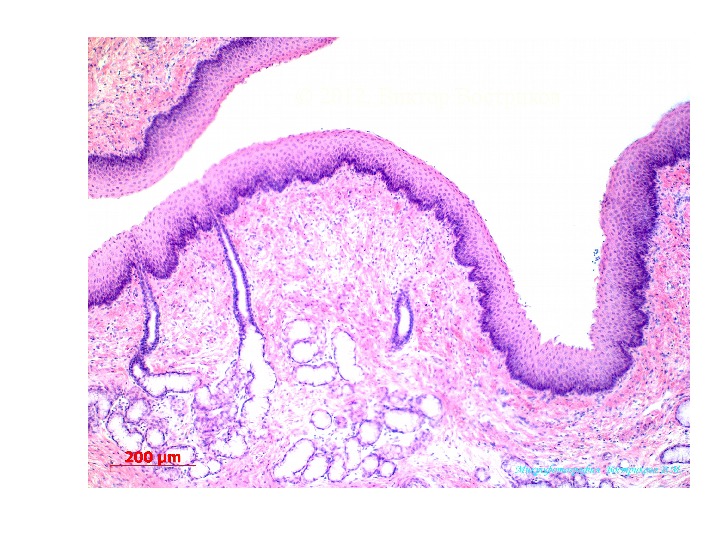 Т КАНИ. МОРФОФУНКЦИОНАЛЬНАЯ ХАРАКТЕРИСТИКА ЭПИТЕЛИАЛЬНЫХ ТКАНЕЙ.