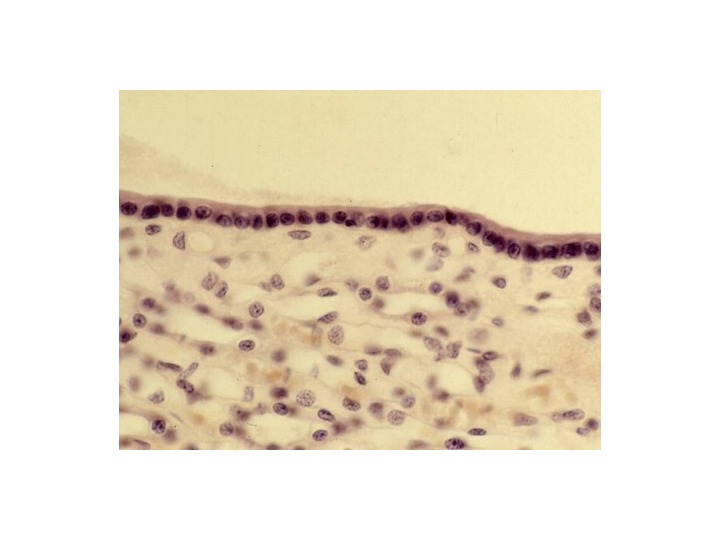 Т КАНИ. МОРФОФУНКЦИОНАЛЬНАЯ ХАРАКТЕРИСТИКА ЭПИТЕЛИАЛЬНЫХ ТКАНЕЙ.