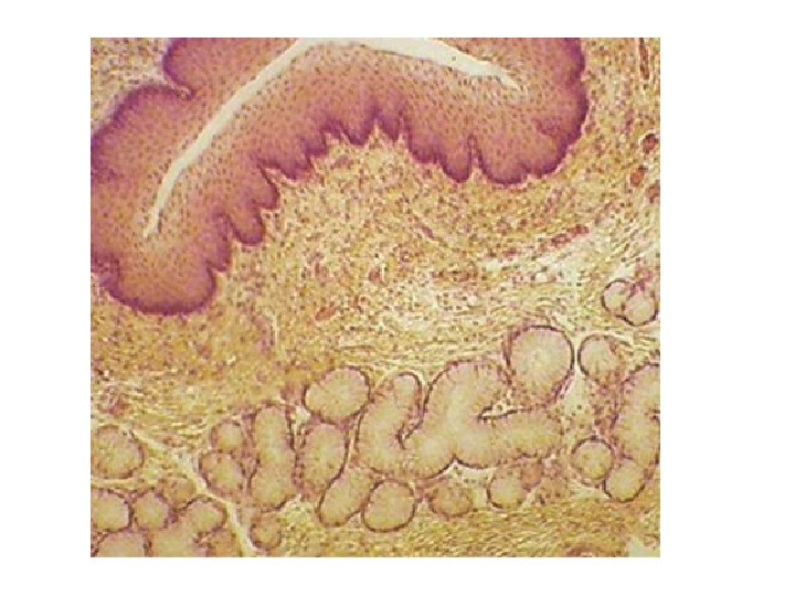 Т КАНИ. МОРФОФУНКЦИОНАЛЬНАЯ ХАРАКТЕРИСТИКА ЭПИТЕЛИАЛЬНЫХ ТКАНЕЙ.