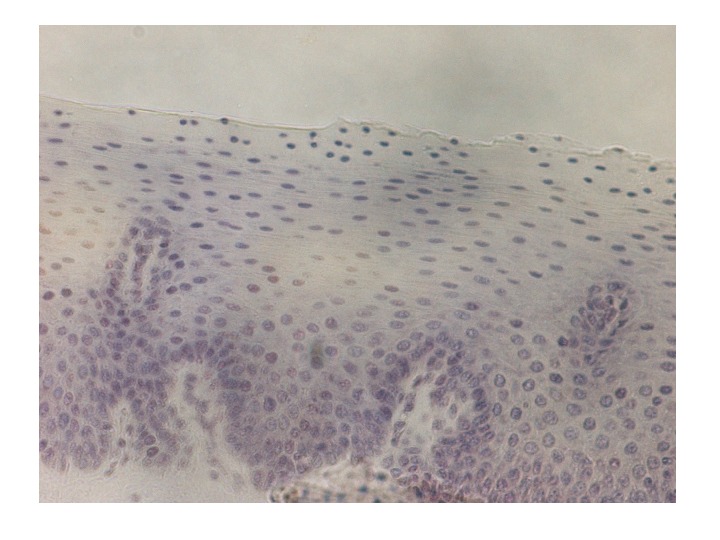 Т КАНИ. МОРФОФУНКЦИОНАЛЬНАЯ ХАРАКТЕРИСТИКА ЭПИТЕЛИАЛЬНЫХ ТКАНЕЙ.
