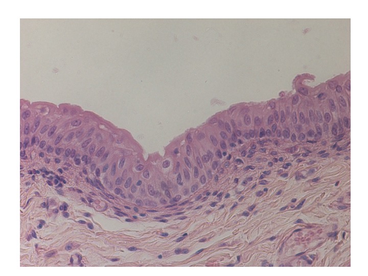 Т КАНИ. МОРФОФУНКЦИОНАЛЬНАЯ ХАРАКТЕРИСТИКА ЭПИТЕЛИАЛЬНЫХ ТКАНЕЙ.