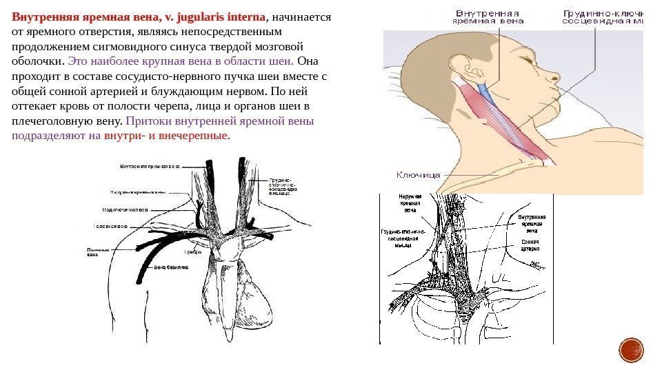 Процесс кровообращения. Вены большого круга кровообращения.